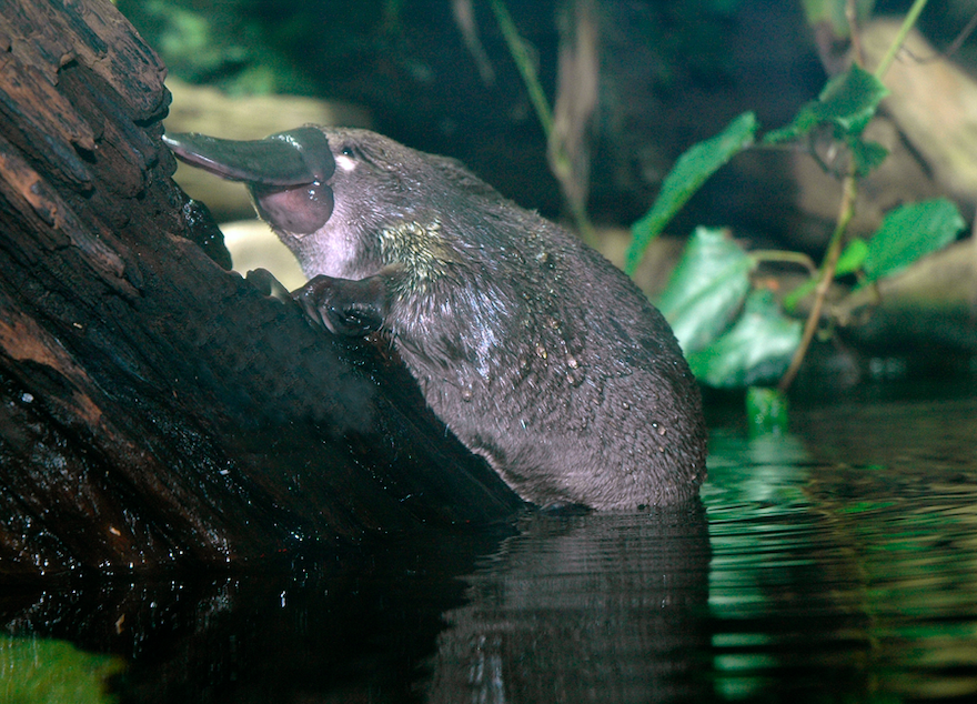 Pourquoi l'ornithorynque est un mammifère qui pond des œufs ? Amaury, 8 ...